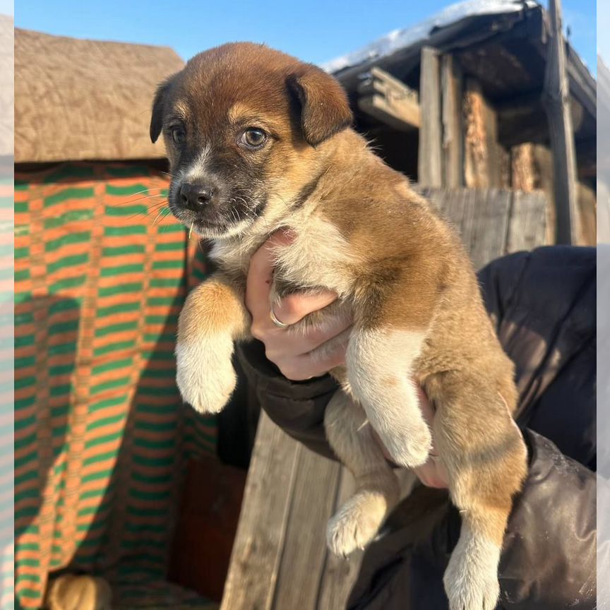 Щенок в добрые руки