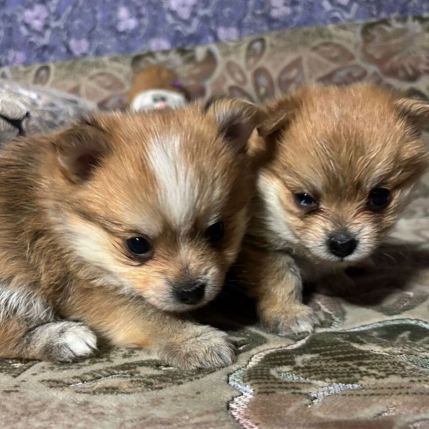 Продам двух мальчиков породы шпиц