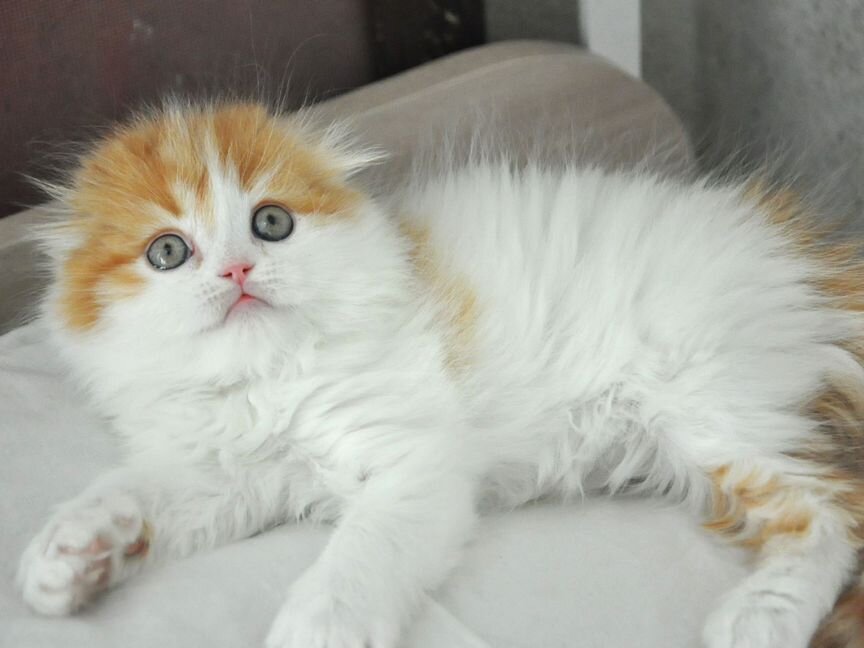 Котенок хайленд фолд