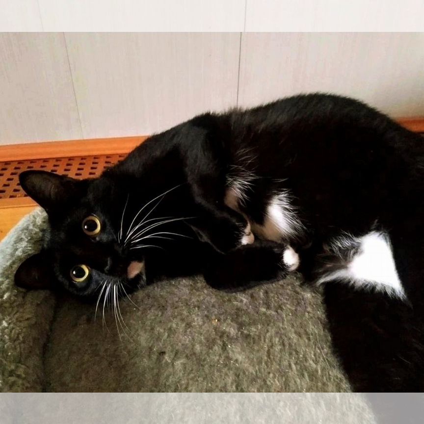 Взрослый кот в добрые руки