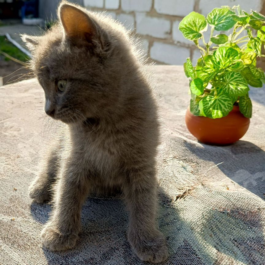 Котята в добрые руки бесплатно