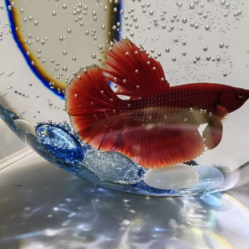 Рыбка Петушок   корм Tetra