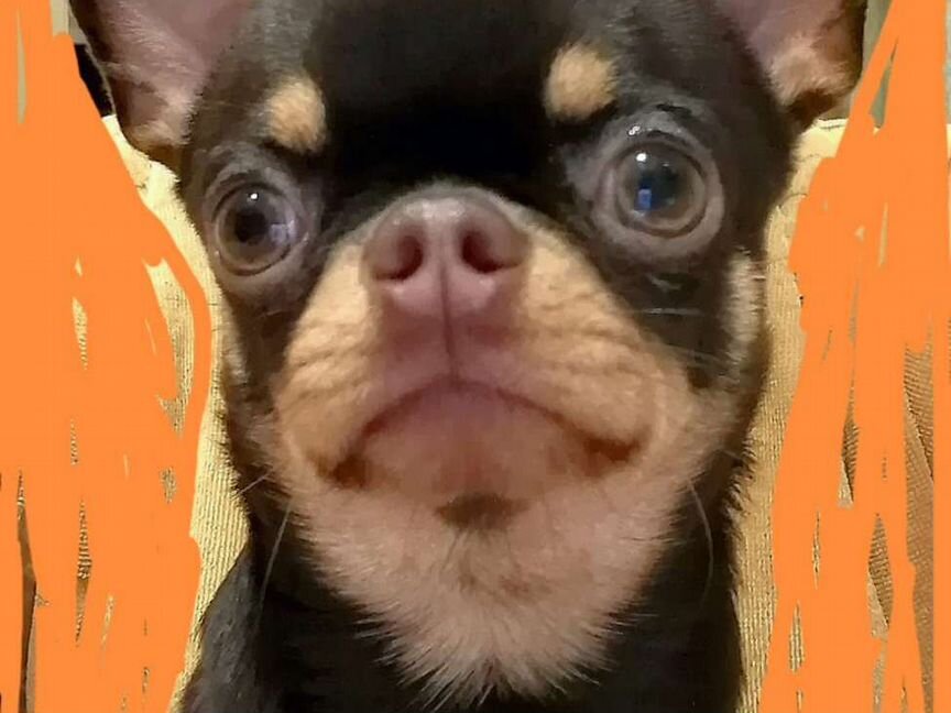 Вязка кобель Чихуахуа