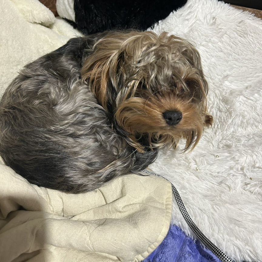 Йоркширский терьер, щенок