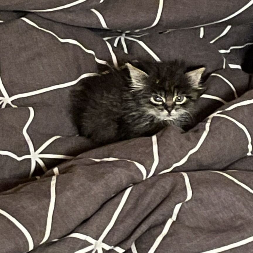 Котята
