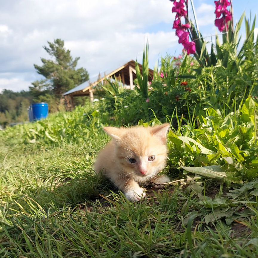 Котята в добрые руки 1 месяц