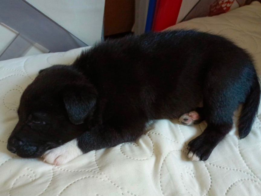 Собака в добрые руки