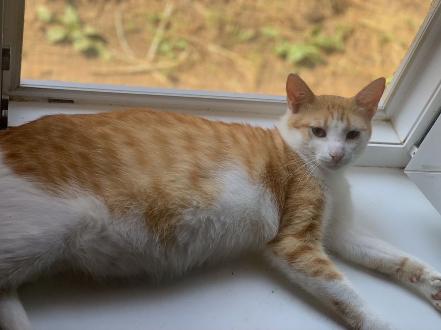 Шикарный рыжий котик