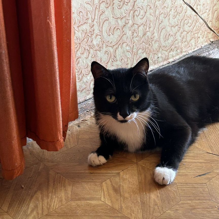 Кот ищет дом