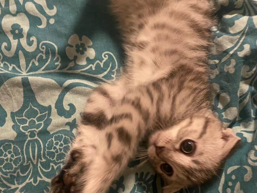 Британский кот