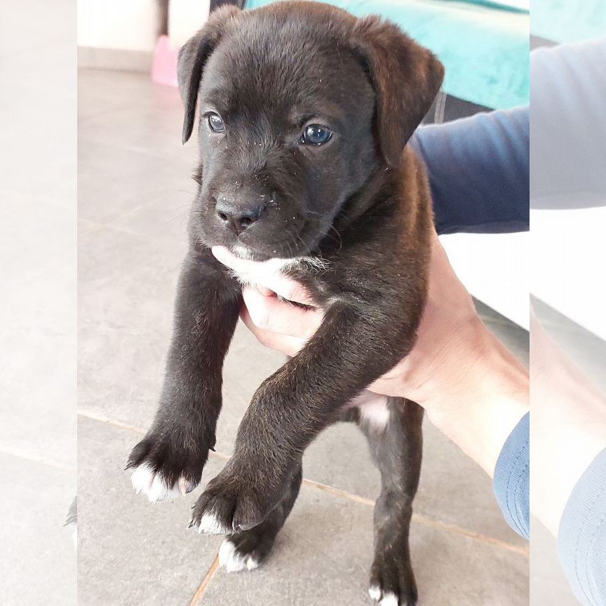 Щенки стаффорда