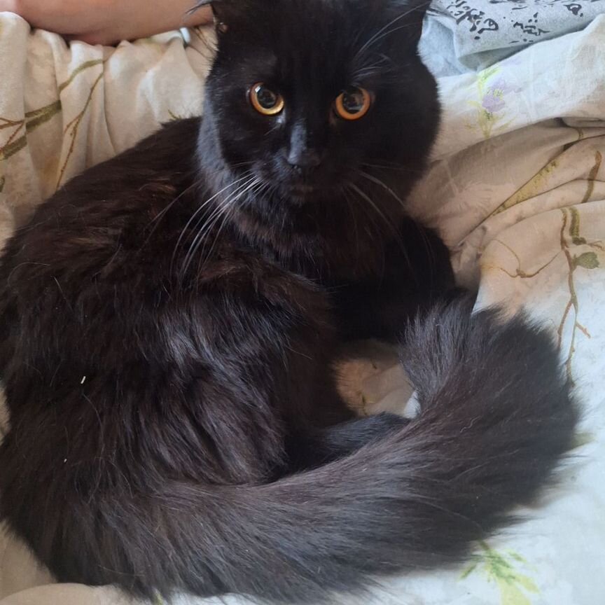 Черный Мур Мяу кот