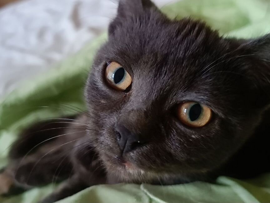 Котики бесплатно в добрые руки