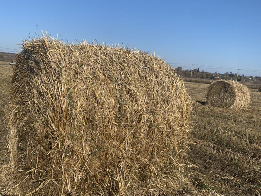 Солома овсянная с клевером в рулончиках