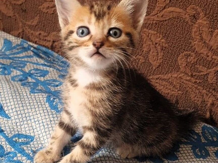 Ищу своих хозяев