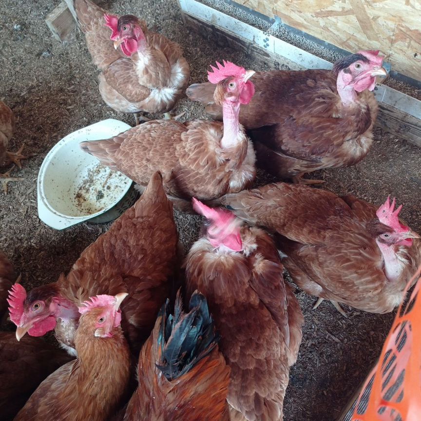 Куры молодки