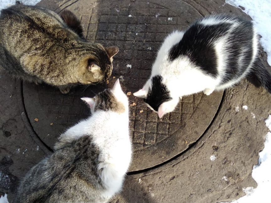Кошки в поисках дома