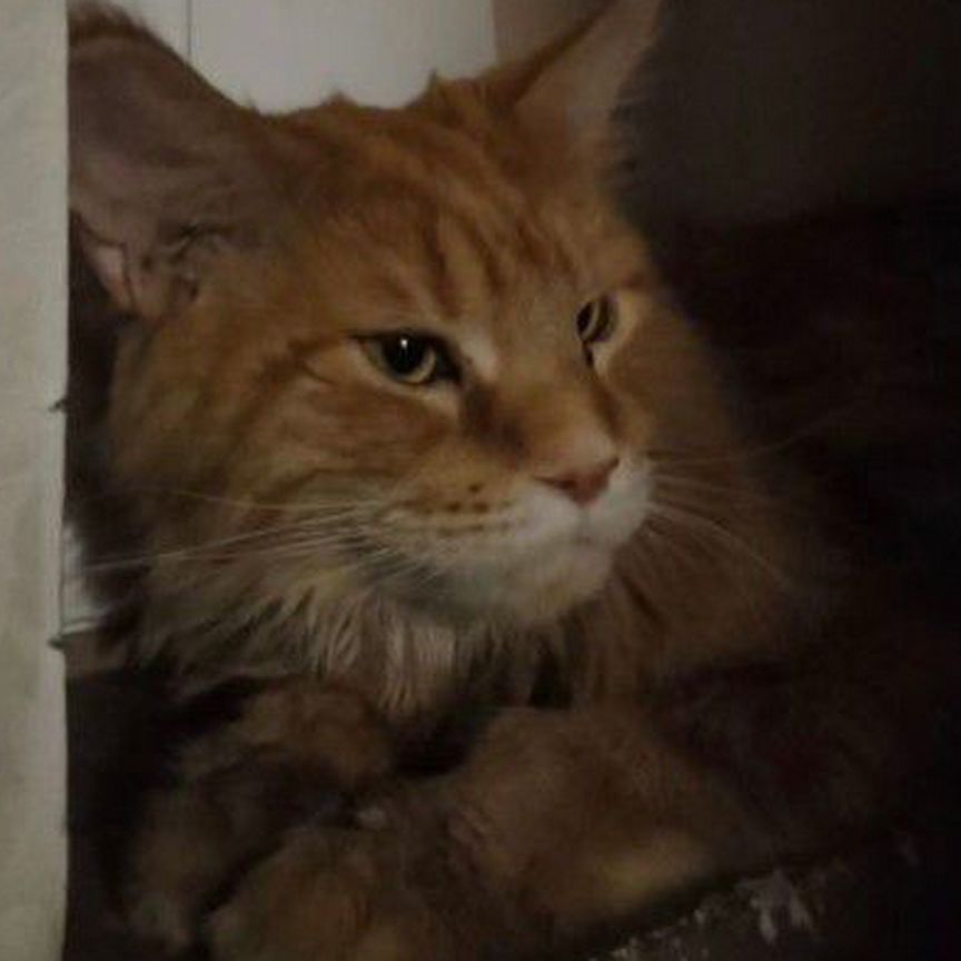 Мейн-кун, взрослый кот