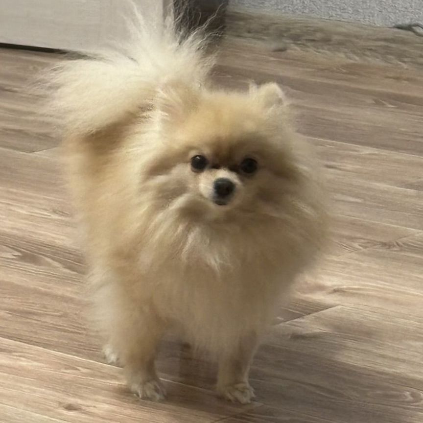 Померанский шпиц, взрослая собака