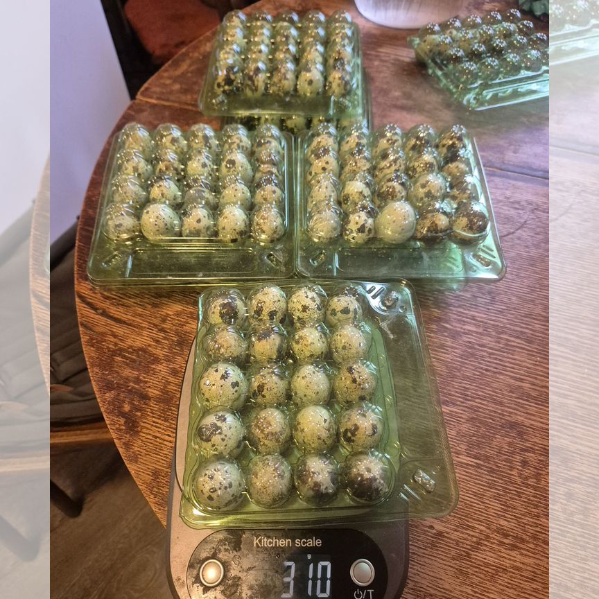 Яйца перепелиные домашние