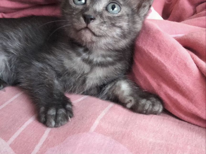 Котятки ищут новый дом