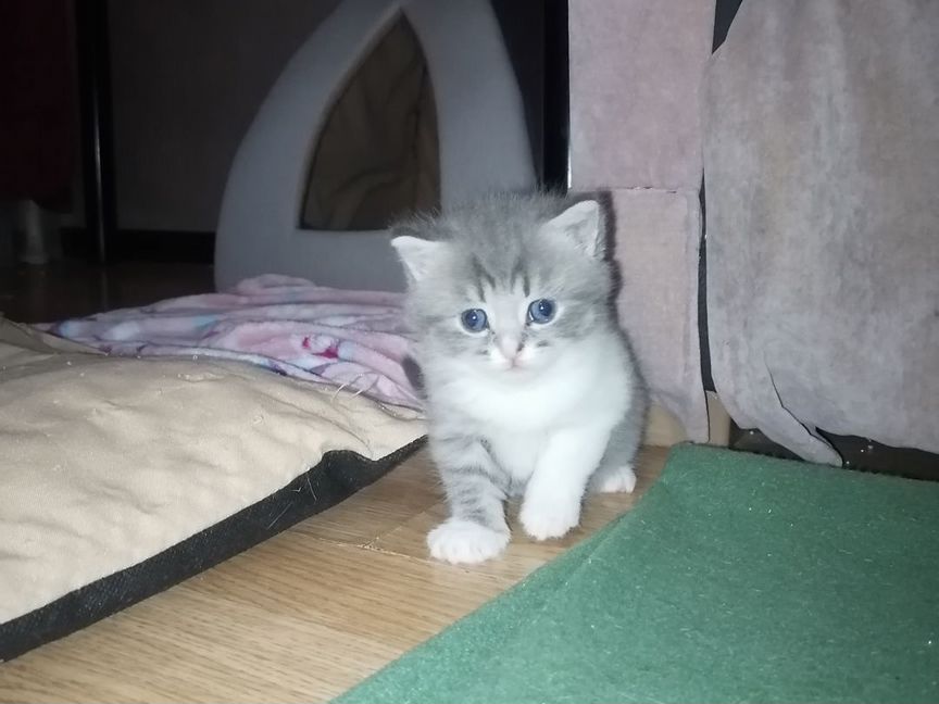 Котята Красавчики Коты