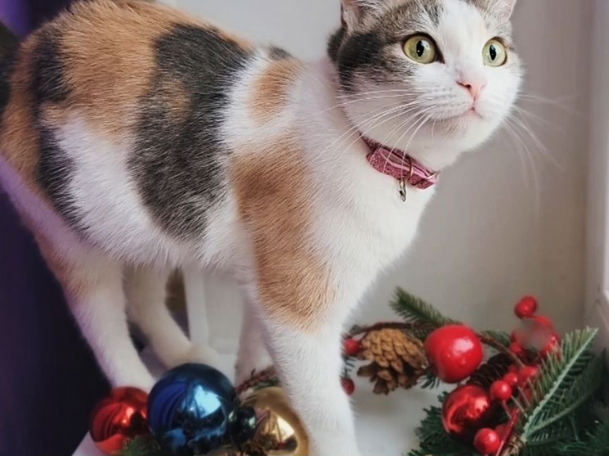 Стерилизованная вакцинированная трёхцветная кошка