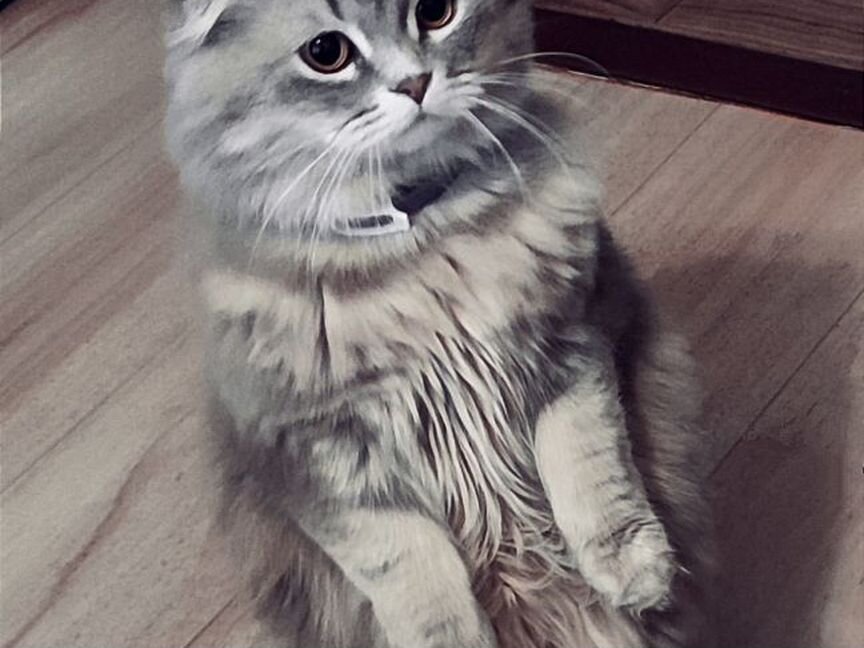 Шотландские кот и кошка