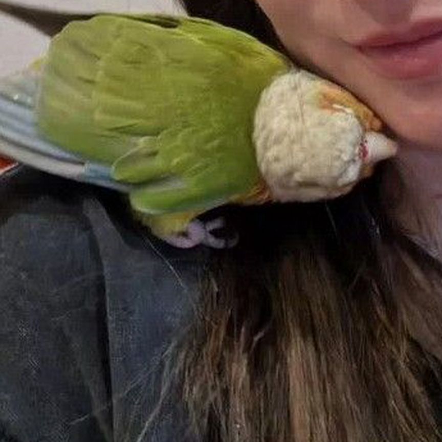 Попугай пиррура