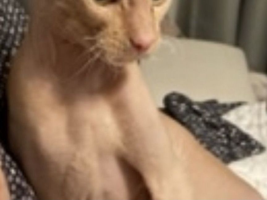 Донской сфинкс (отец), канадский сфинкс (мать)