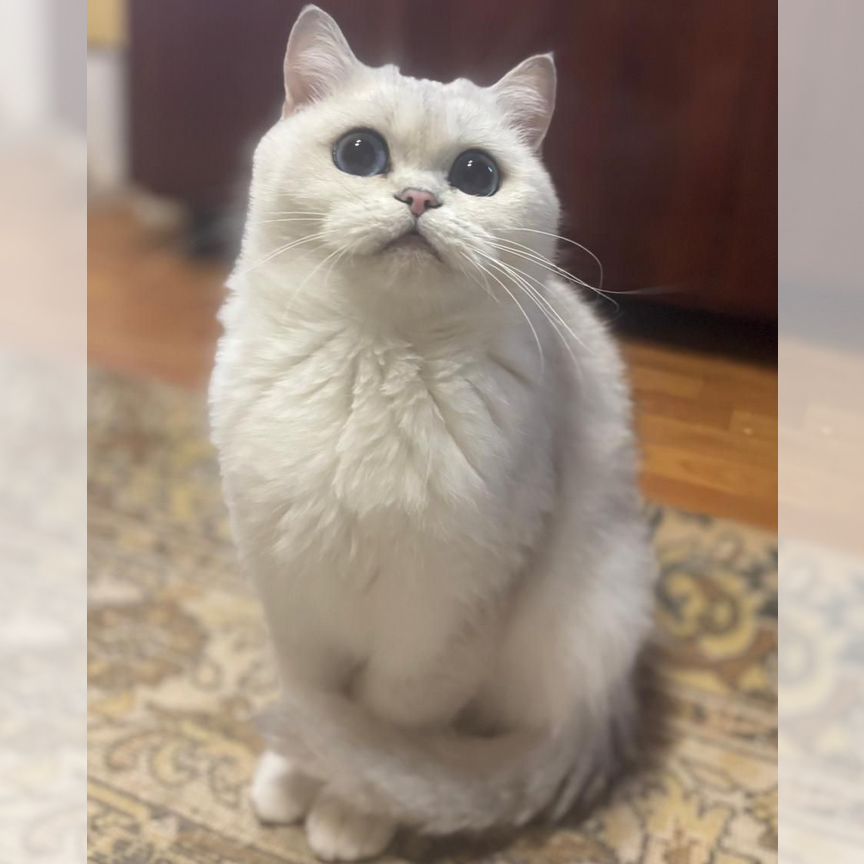 Шотландский вислоухий короткошёрстный котёнок