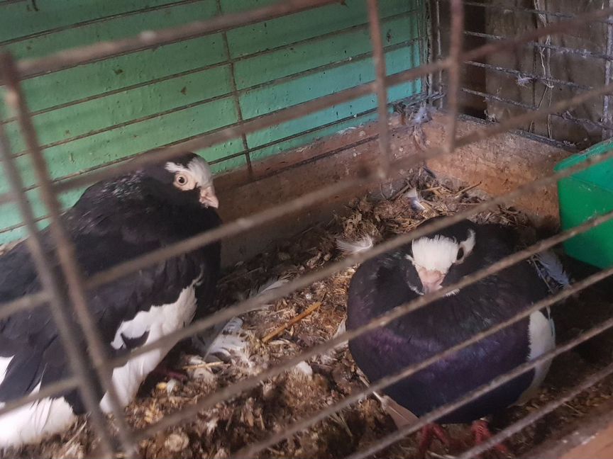 Голуби курские