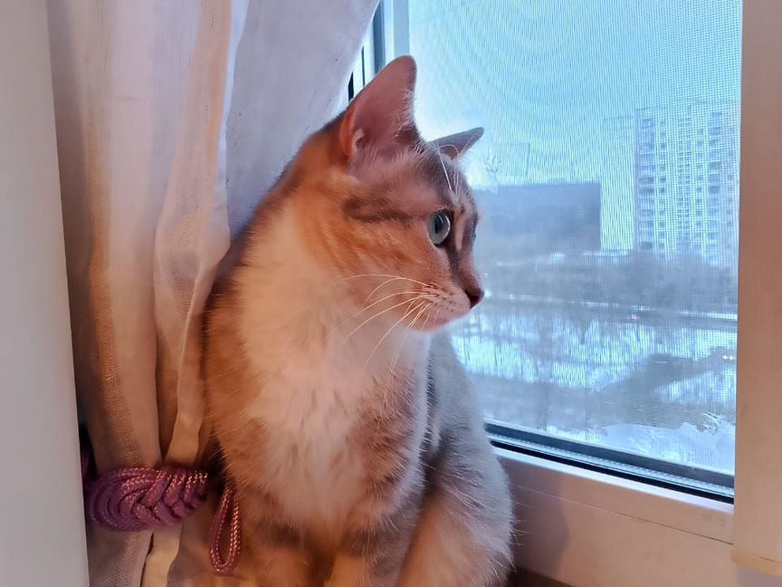 Кошка Пуся в дар