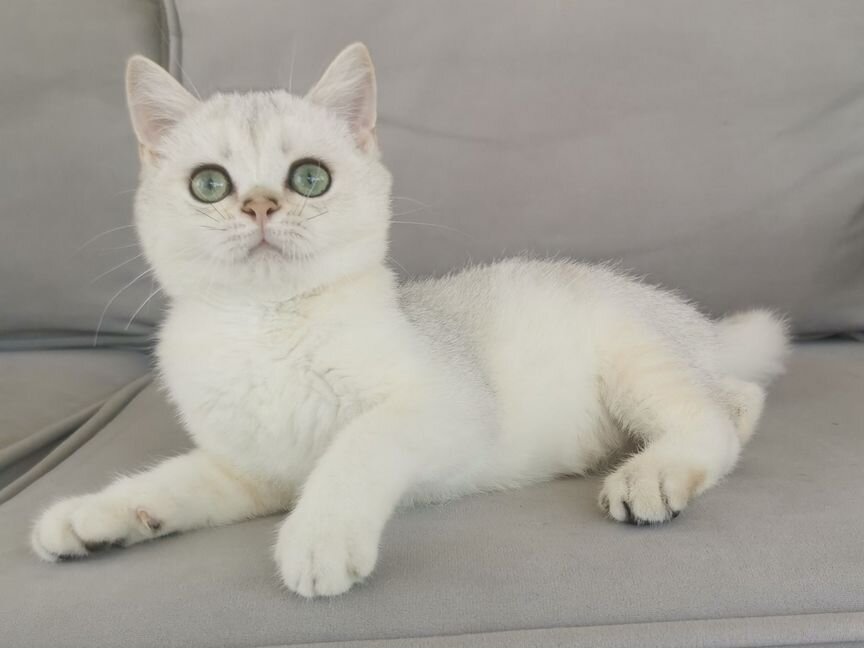 Мальчик в серебристой шубке