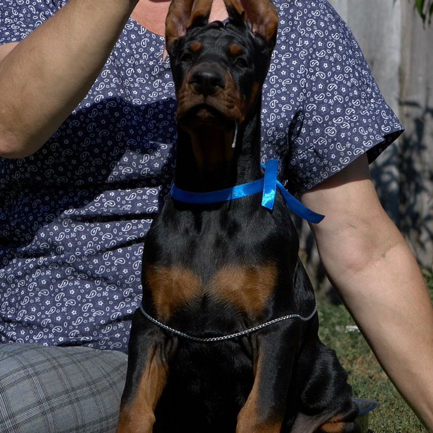 Щенки добермана