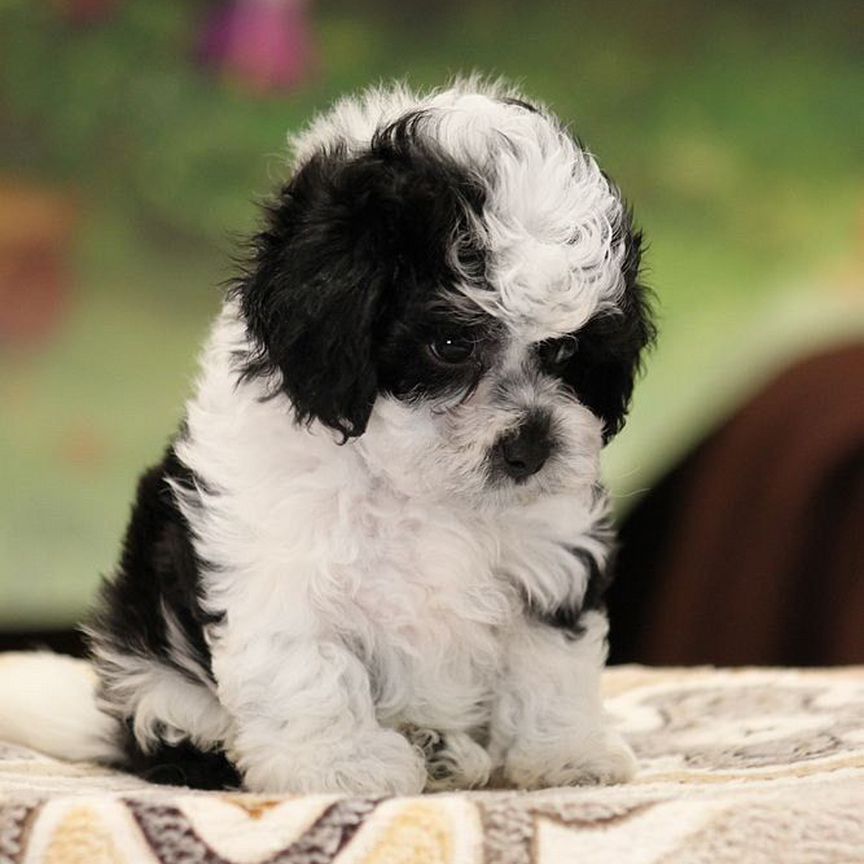 Мальтипу, щенок