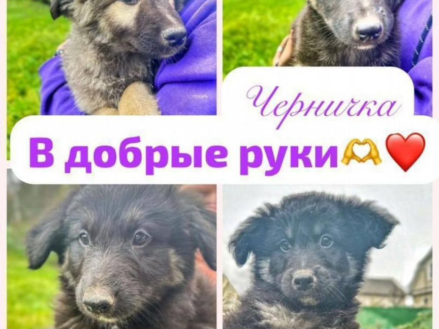 Милые щеночки ищут любящих мам/пап