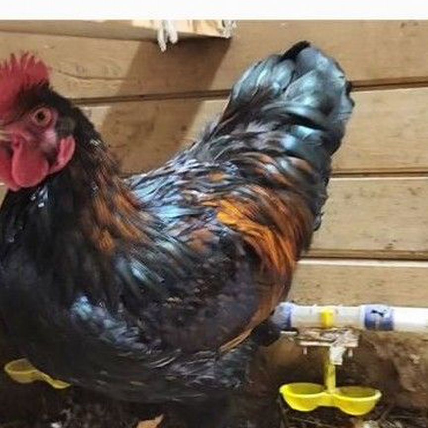 Молодые петухи Брама, Белефельдер, Фавероль