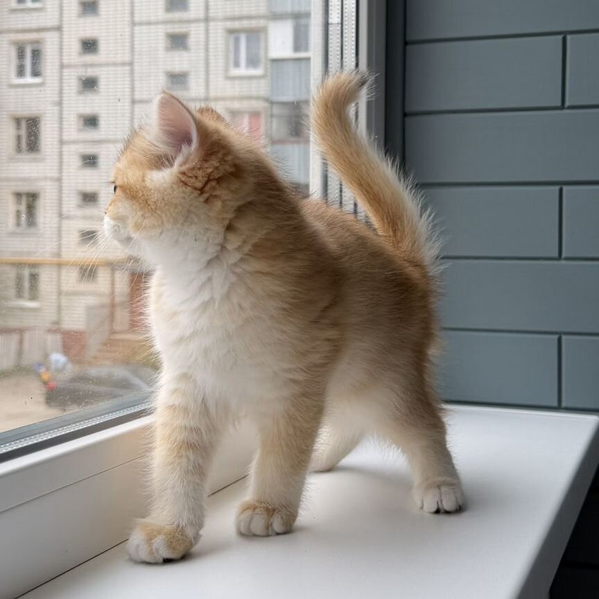 Британский короткошёрстный котёнок