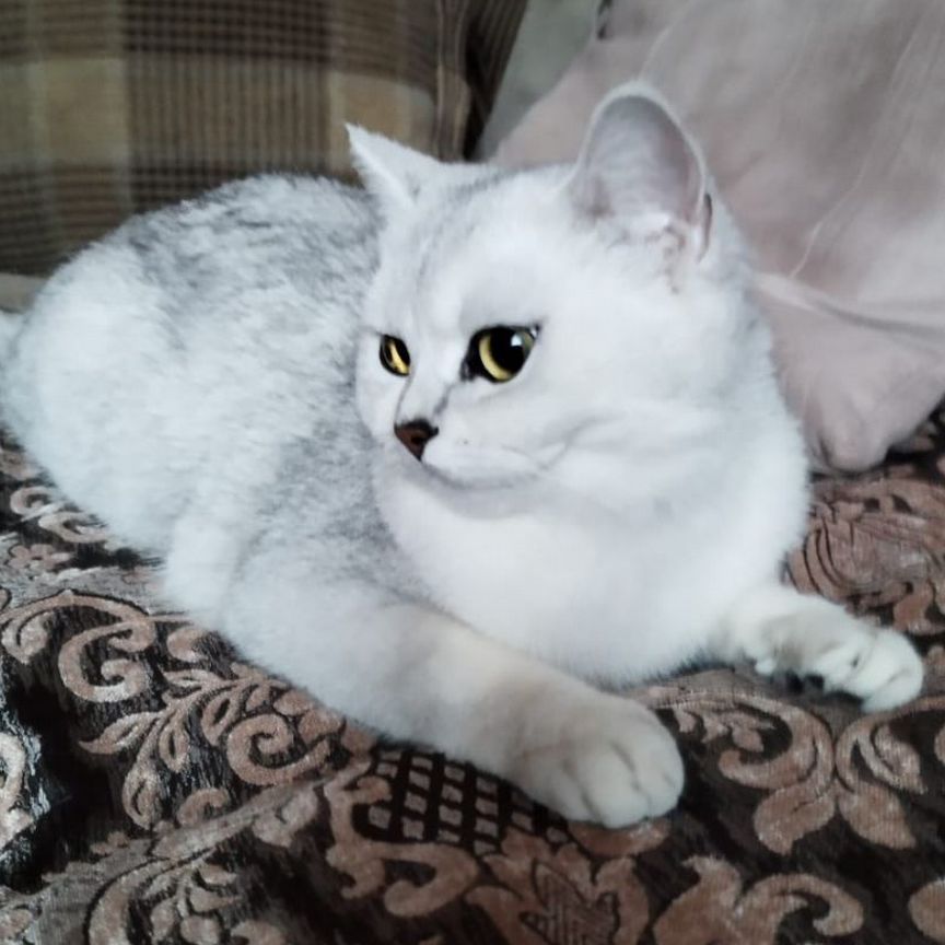 Кошка британская шиншилла,серебро
