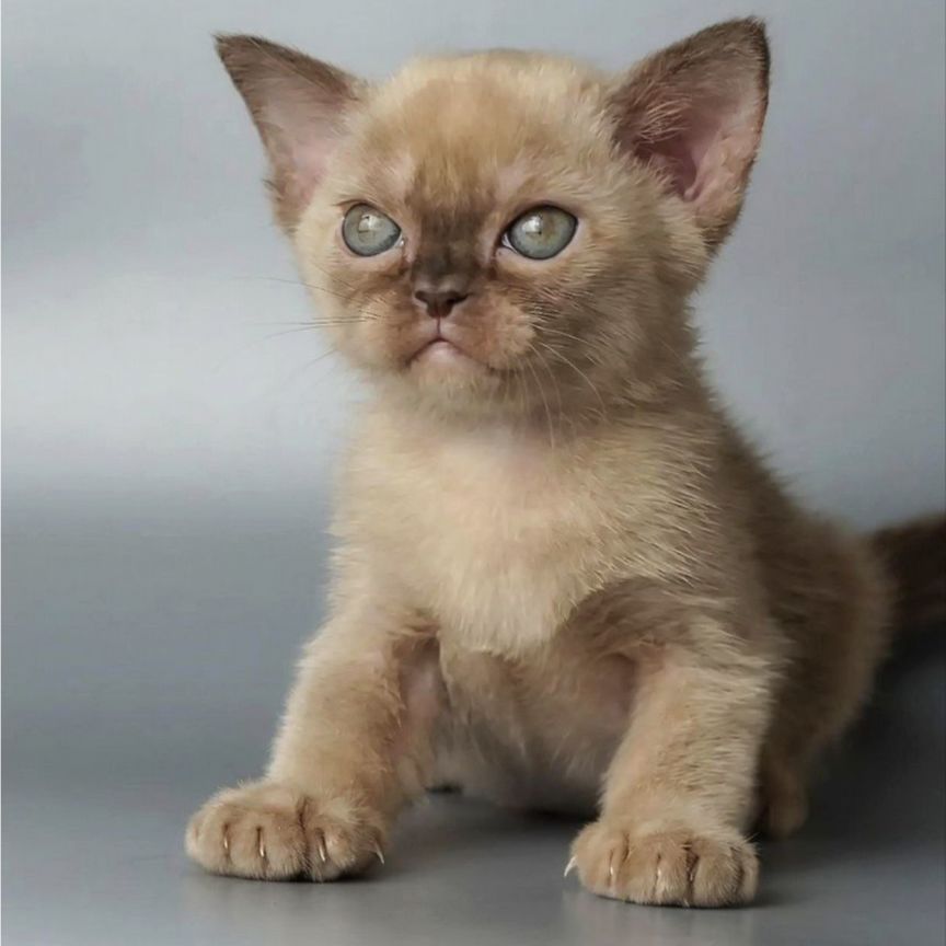 Европейский бурманский котёнок