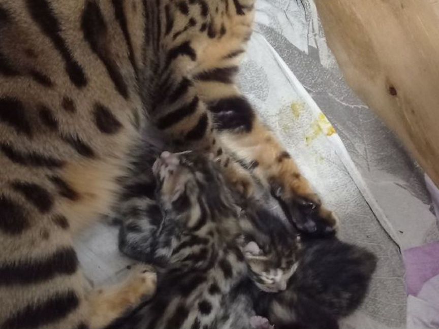 Бенгальские котята