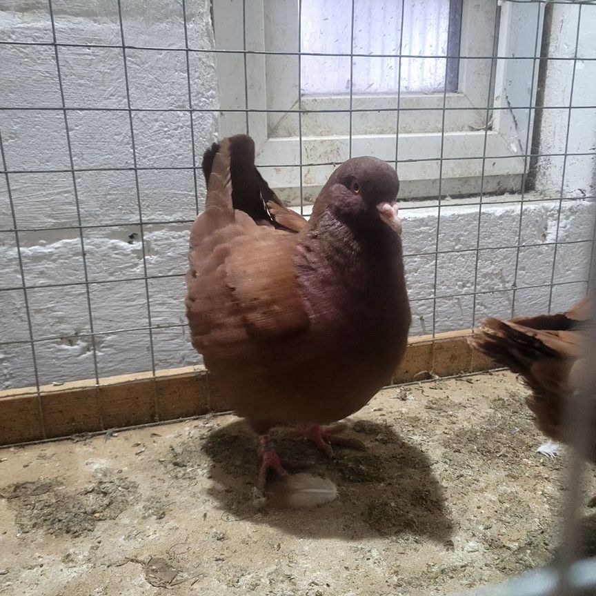 Голуби кинги