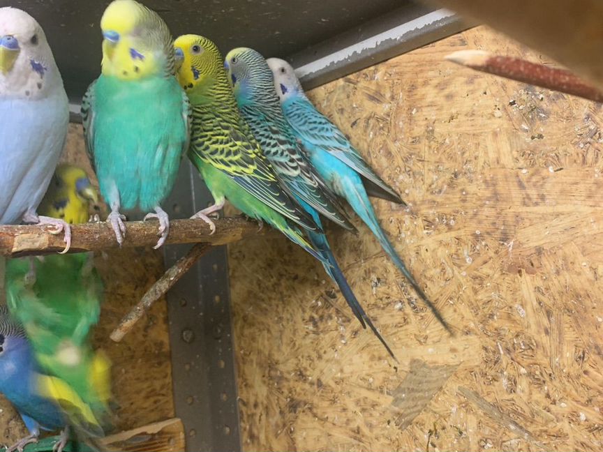 Волнистый попугай