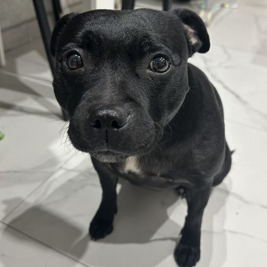 Стаффордширский бультерьер, взрослая собака