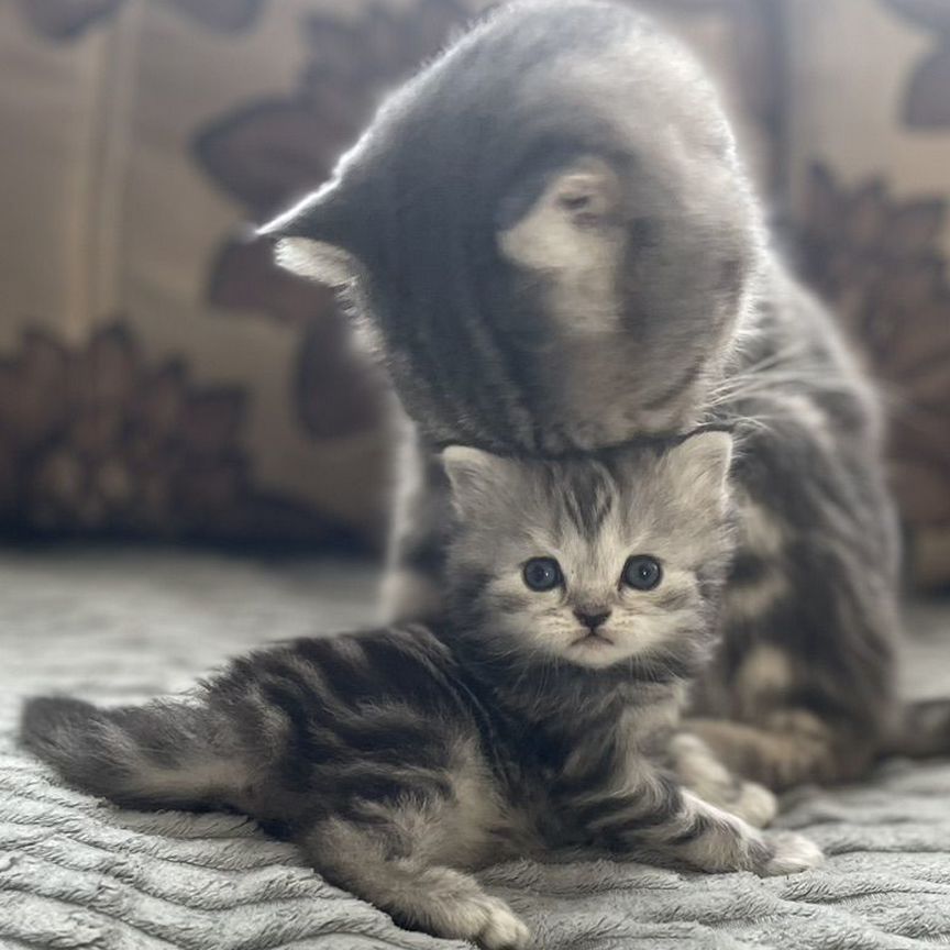 Шотландские котята