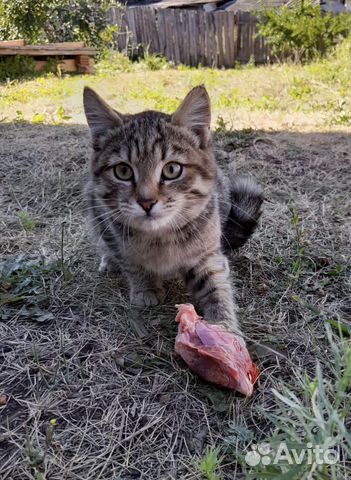 Котята девочки живут в заброшенном доме