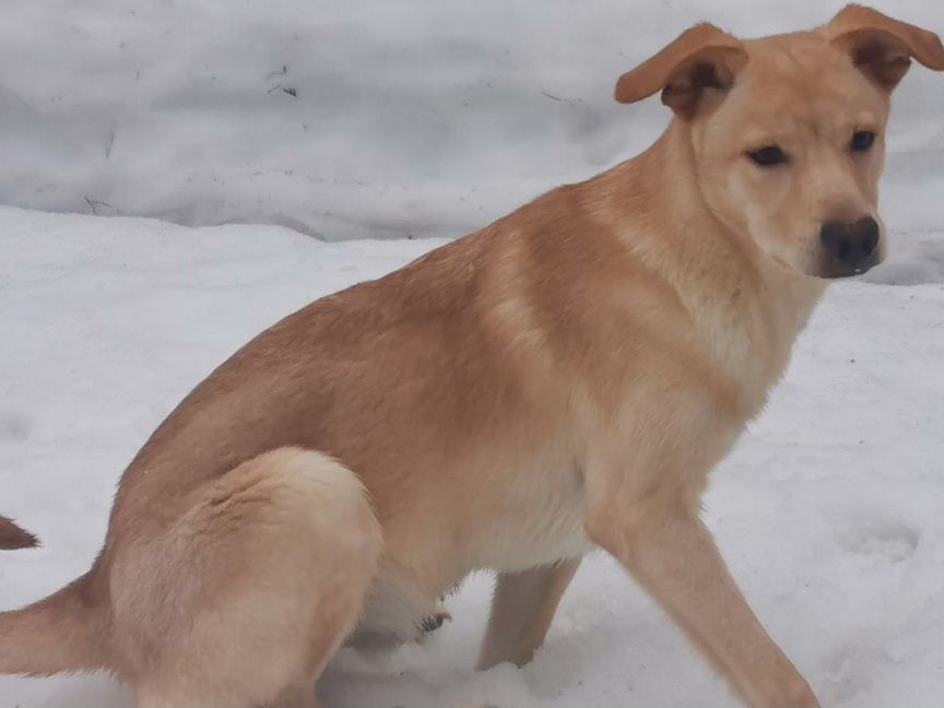 Щенок в добрые руки мальчик