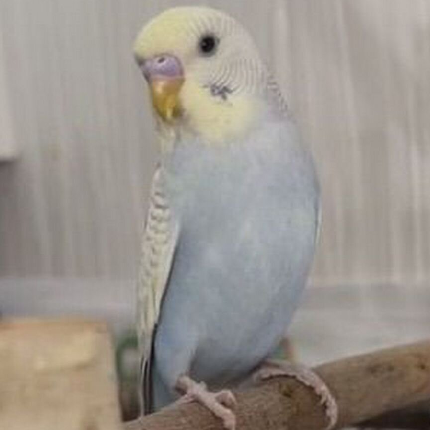 Волнистый попугай мальчик