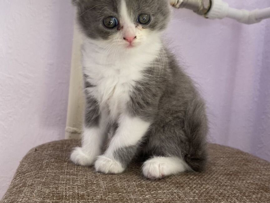 Котенок девочка в добрые руки